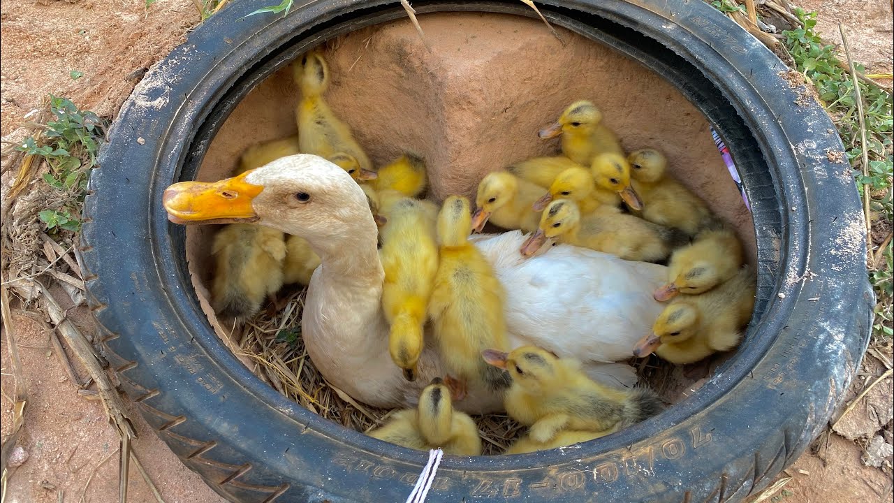 Wow Amazing Pekin 50 Yellow Duckling Hatching From Eggs_Cute Cute Baby ...