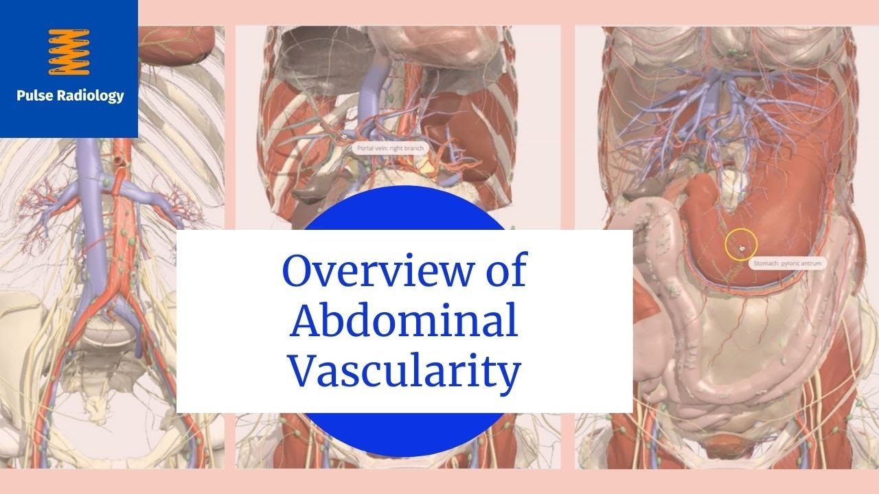 Overview of Abdominal Vascularity - YouTube