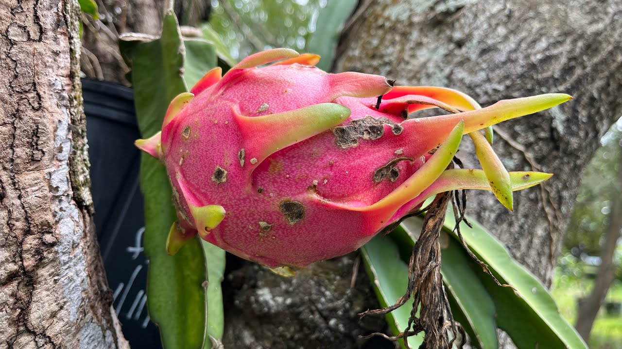 Gorgeous dragon fruit - YouTube