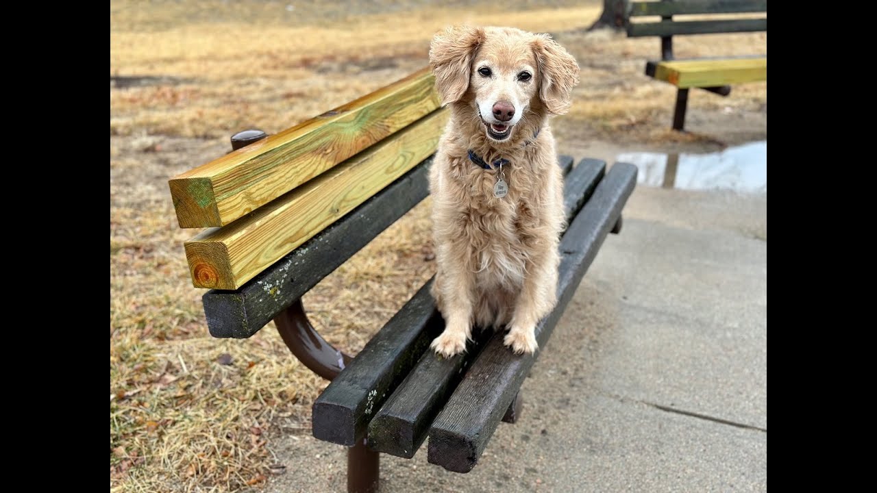 Riley - 8 Year Old Goldendoodle - Dog Training Omaha Nebraska, Off ...