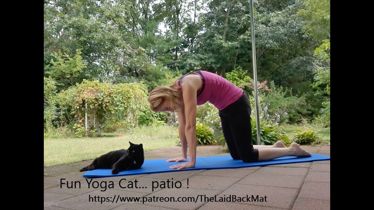 Fun Patio cat yoga tutorial - YouTube