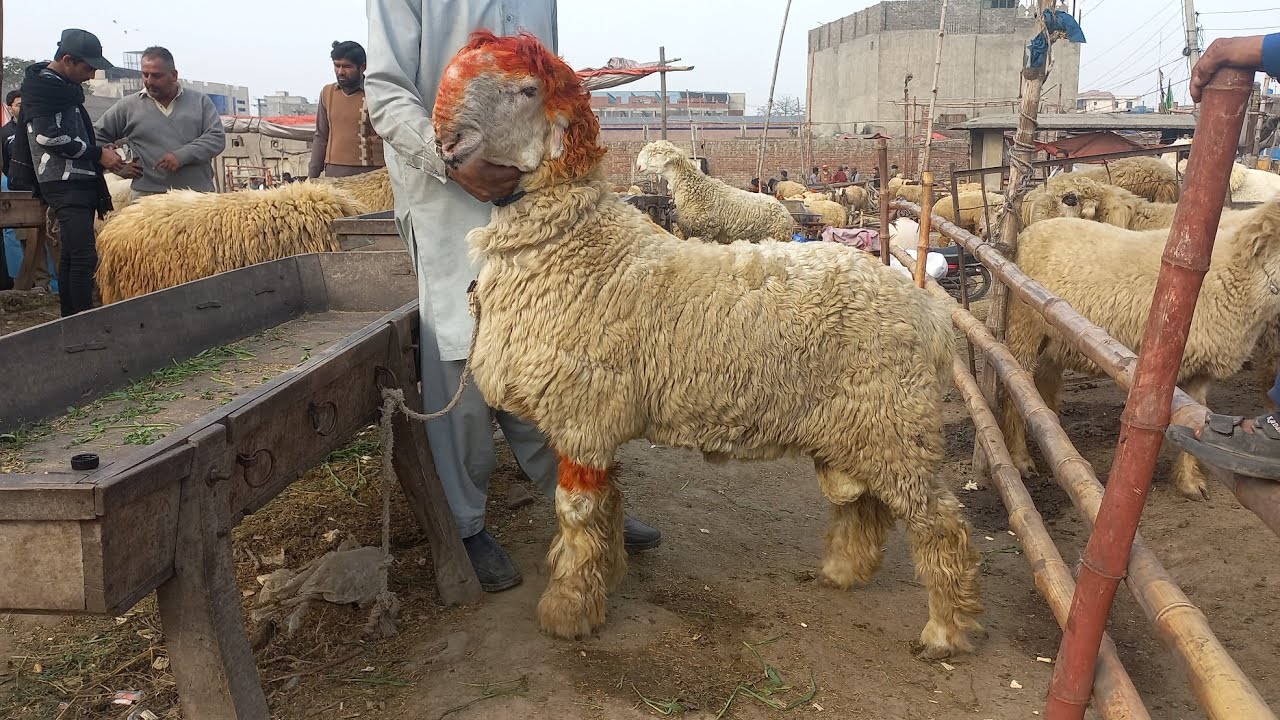 Top Class Mundra chatra A+ quality lakha mundra chatra | gujranwala ...