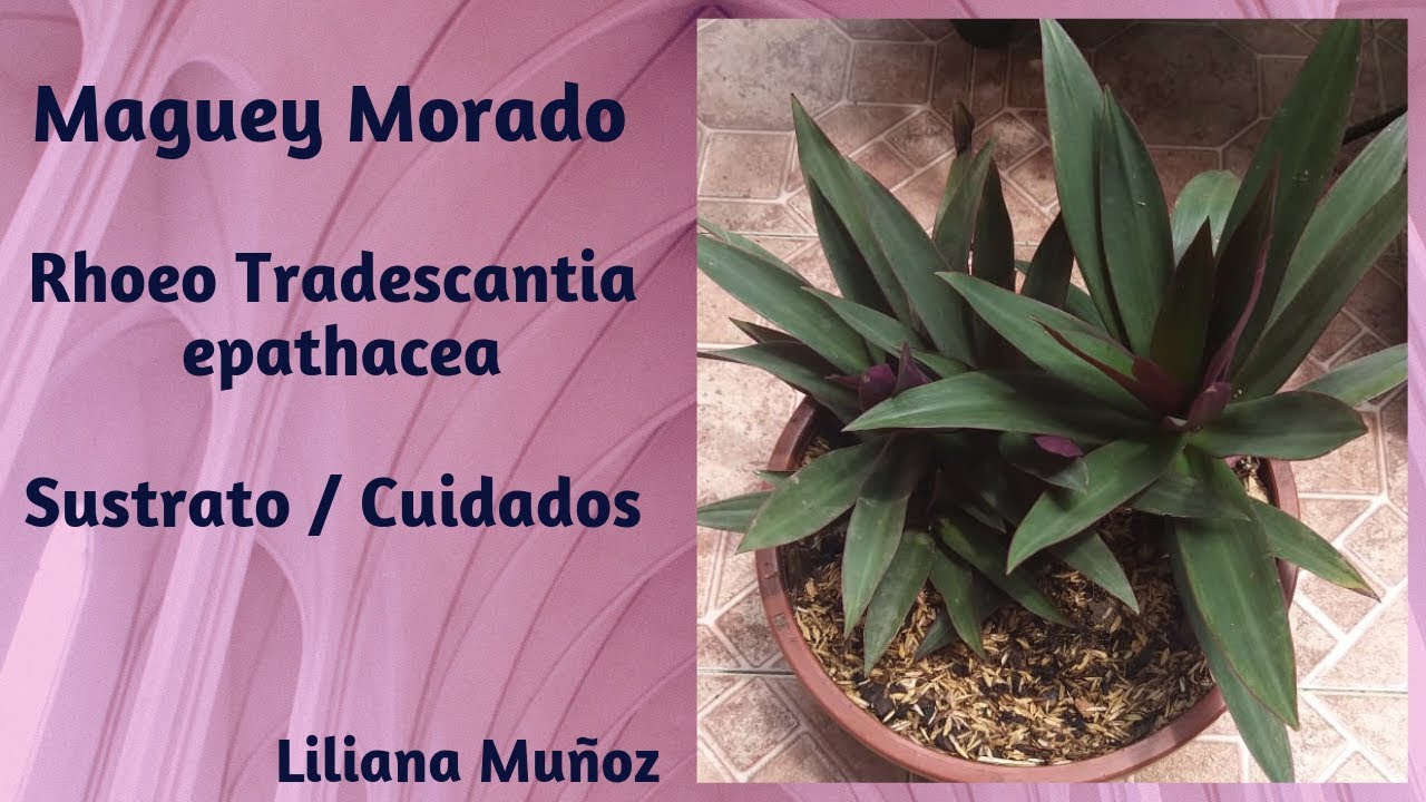 Tradescantia... Rhoeo Tradescantia spathacea... Maguey Morado / Liliana ...