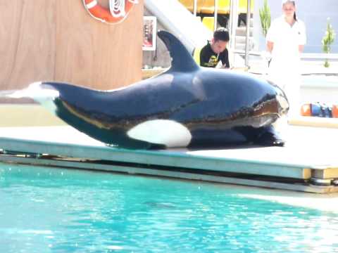Loro Park Orca singing - YouTube