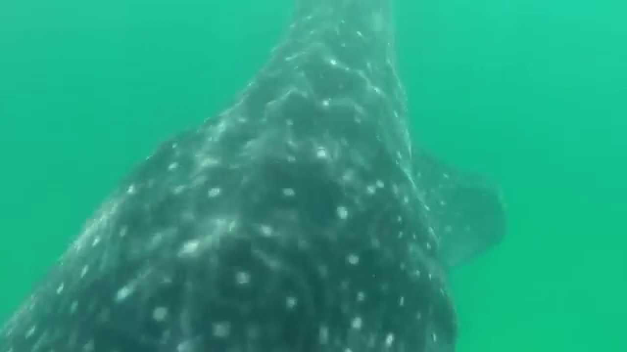 Swimming with Mexico's Whale Sharks | Yucatan Peninsula Ecotourism ...