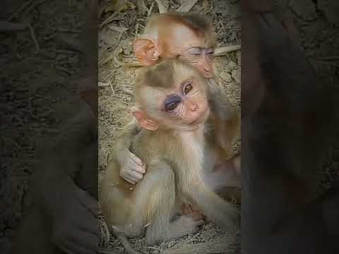 SAD SIBLINGS #monkey #animals #love #short #shorts #nature #sad