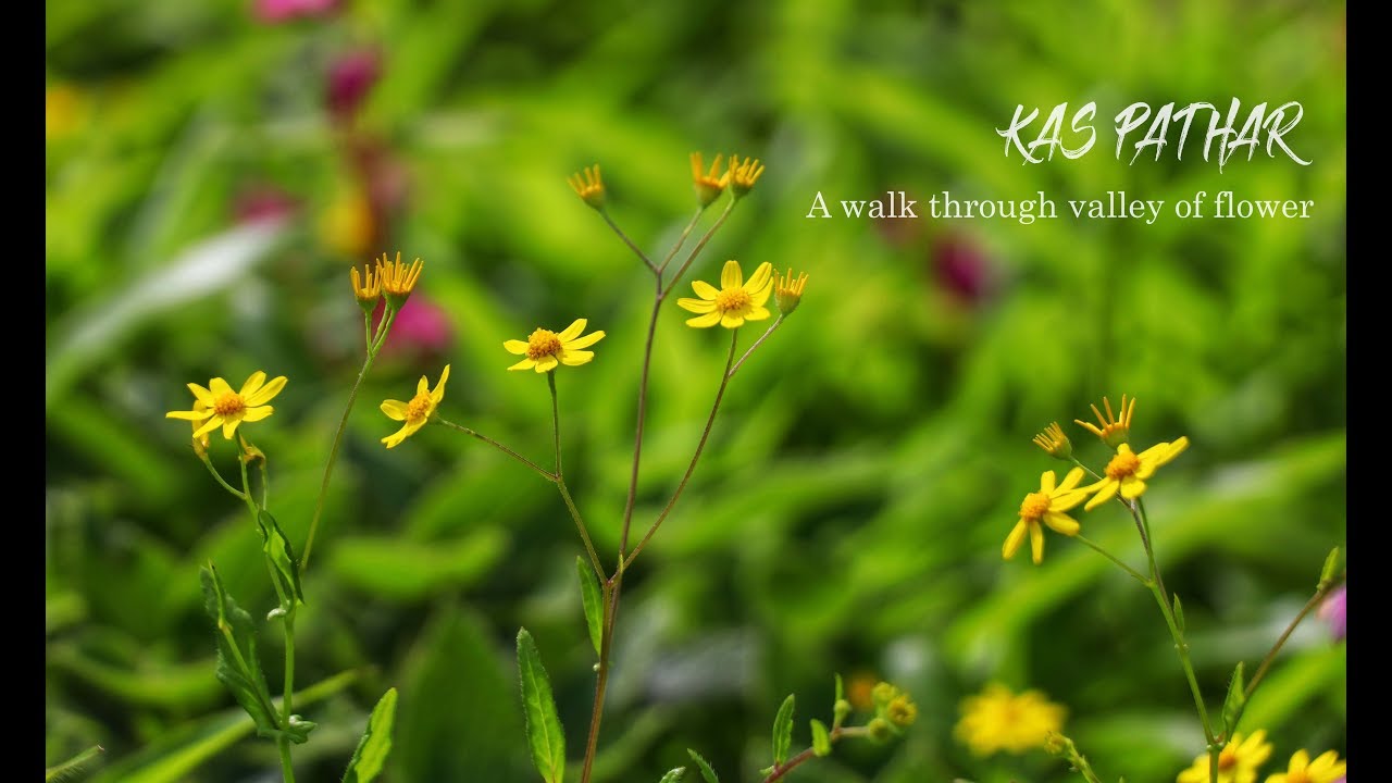 KAS PATHAR | A walk through valley of flower | MAHARASHTRA - YouTube