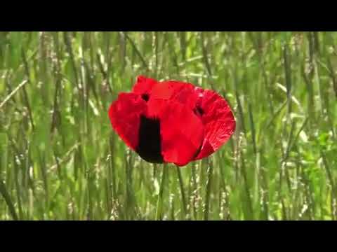 Şahmar Mahrızlı   \