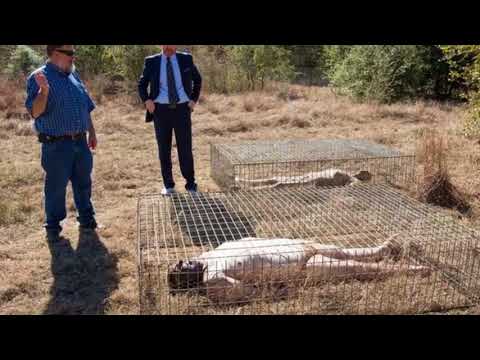 ФЕРМА МЕРТВЫХ реальная история The Dead Body Farm Интересные факты ...