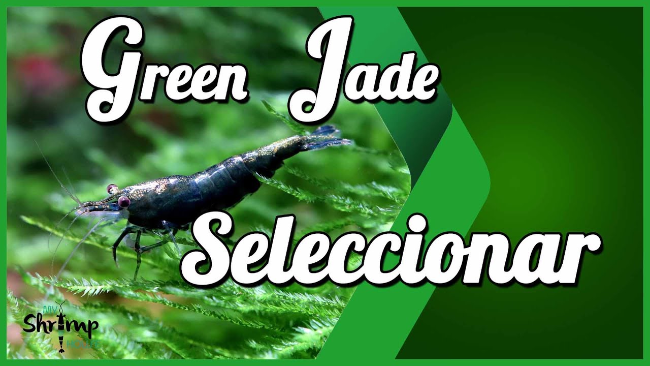 GAMBAS NEOCARIDINAS 🦐 GREEN JADE 💚 COMO SELECCIONAR. Parte 1 - YouTube