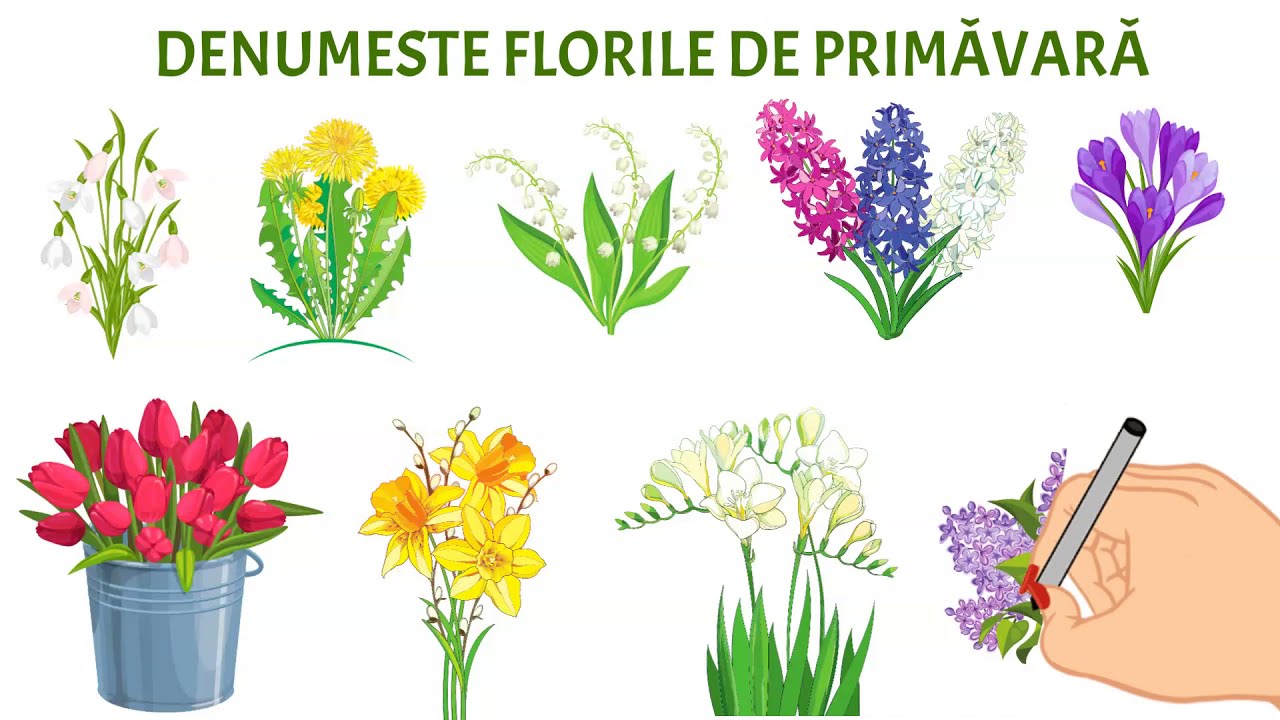 DLC: Flori de primavara - Eu spun una, tu spui multe (Singular, Plural ...