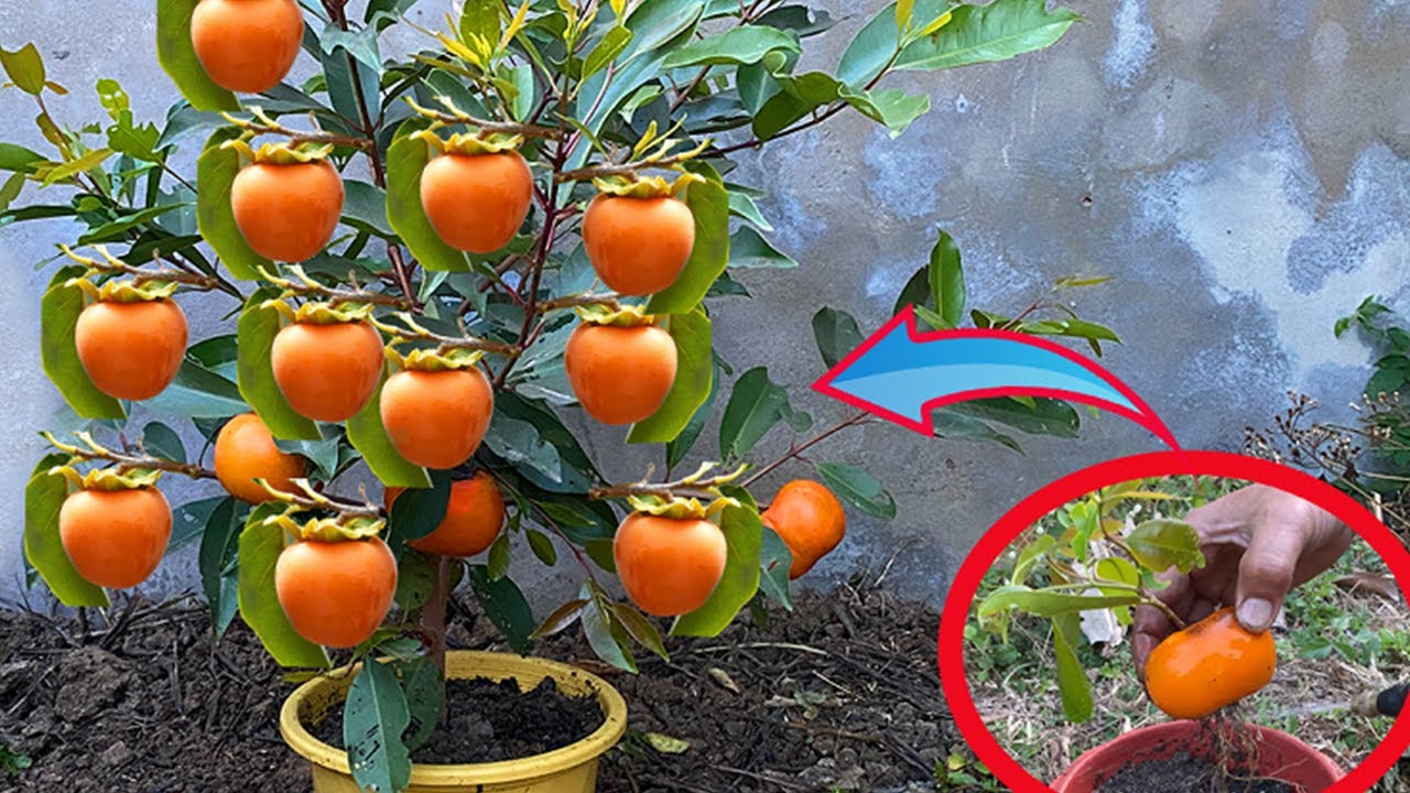Skill Propagation Persimmon Fruit Make a lot of Persimmon Fruit-how to ...