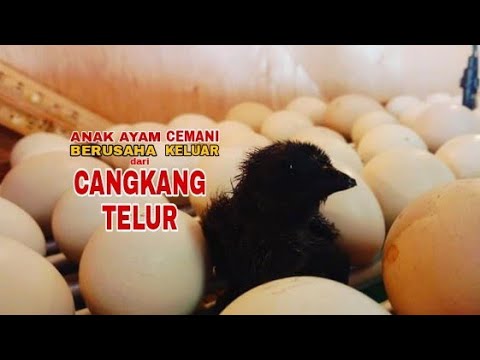 PROSES TELUR AYAM MENETAS - YouTube