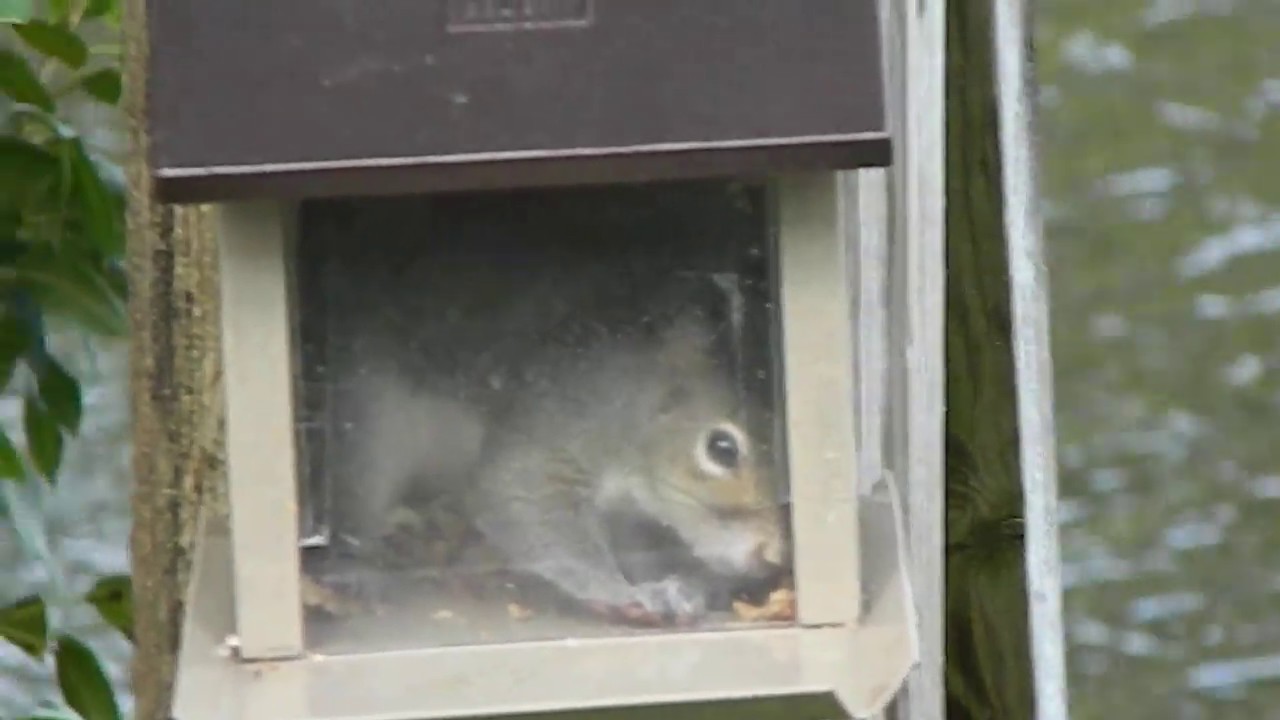 Squirrel got stuck in his feeder - YouTube