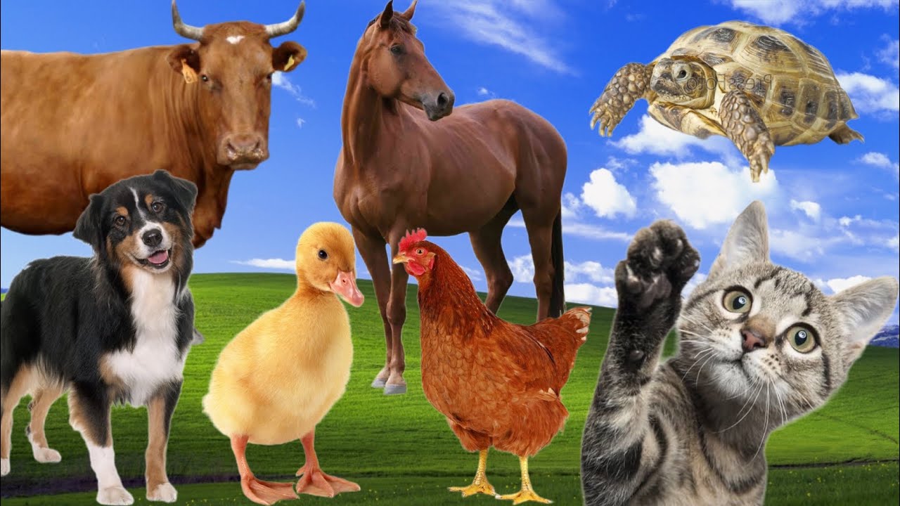 Funny farm animals sounds: - Cat, Dog, Horse, Duck, Chicken, Turtl, Cow ...