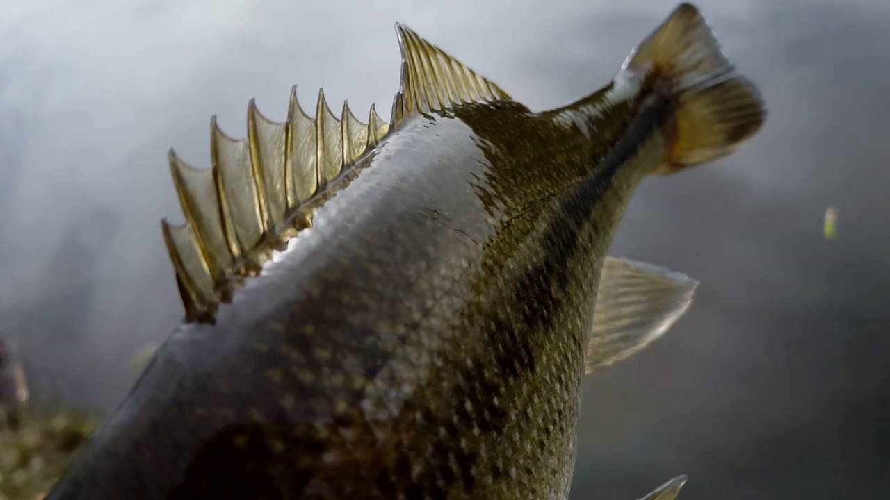 A Trout Magnet Morning - Fishing Off the Hook - YouTube