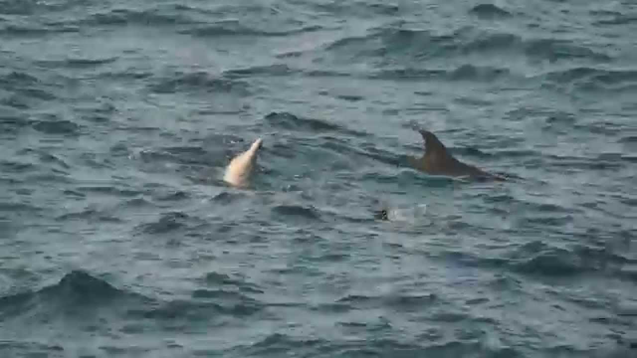 Lumba lumba | Bottlenose Dolphin | Tursiops sp. - YouTube