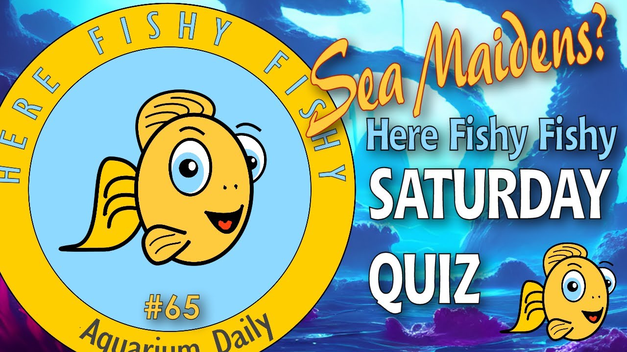 Here Fishy Fishy Saturday Fun - Saturday Quiz & Bingo - Live Ep65 - YouTube