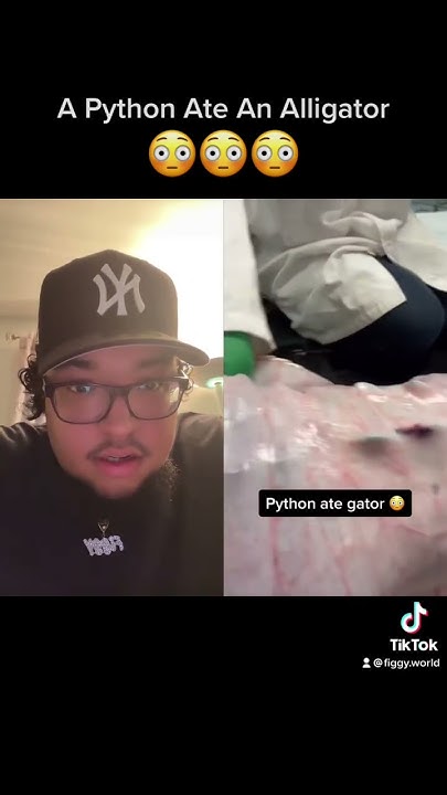 A Python Ate An Alligator #shorts #alligator #python - YouTube