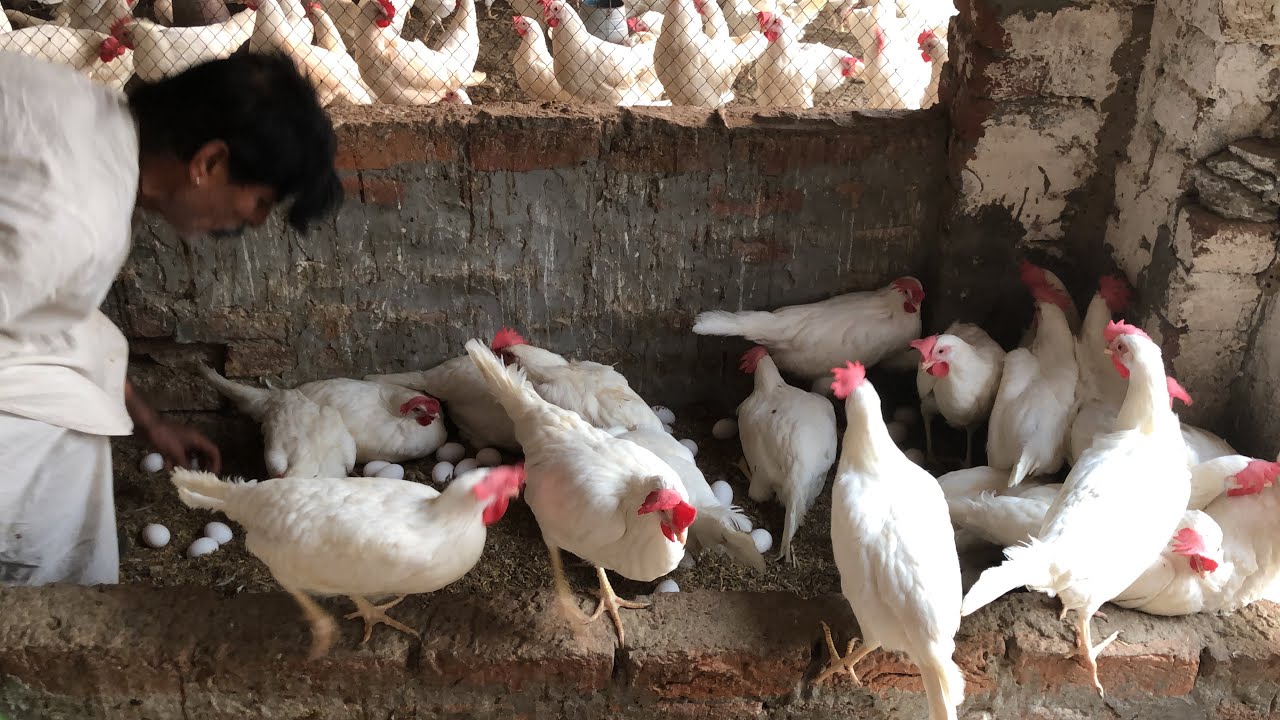 Daily Collection Murgi Hen Harvesting Egg On Poultry Farming | Poultry ...