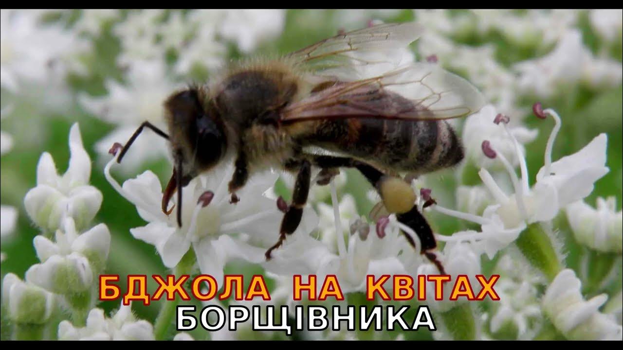 БДЖОЛА НА КВІТАХ БОРЩІВНИКА фотовірш повчальний для дітей Youtube