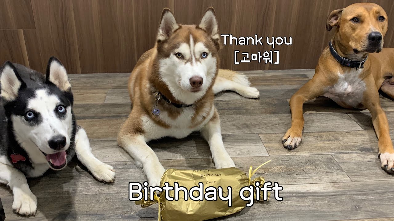 Lucky husky gets gift from boyfriend - YouTube