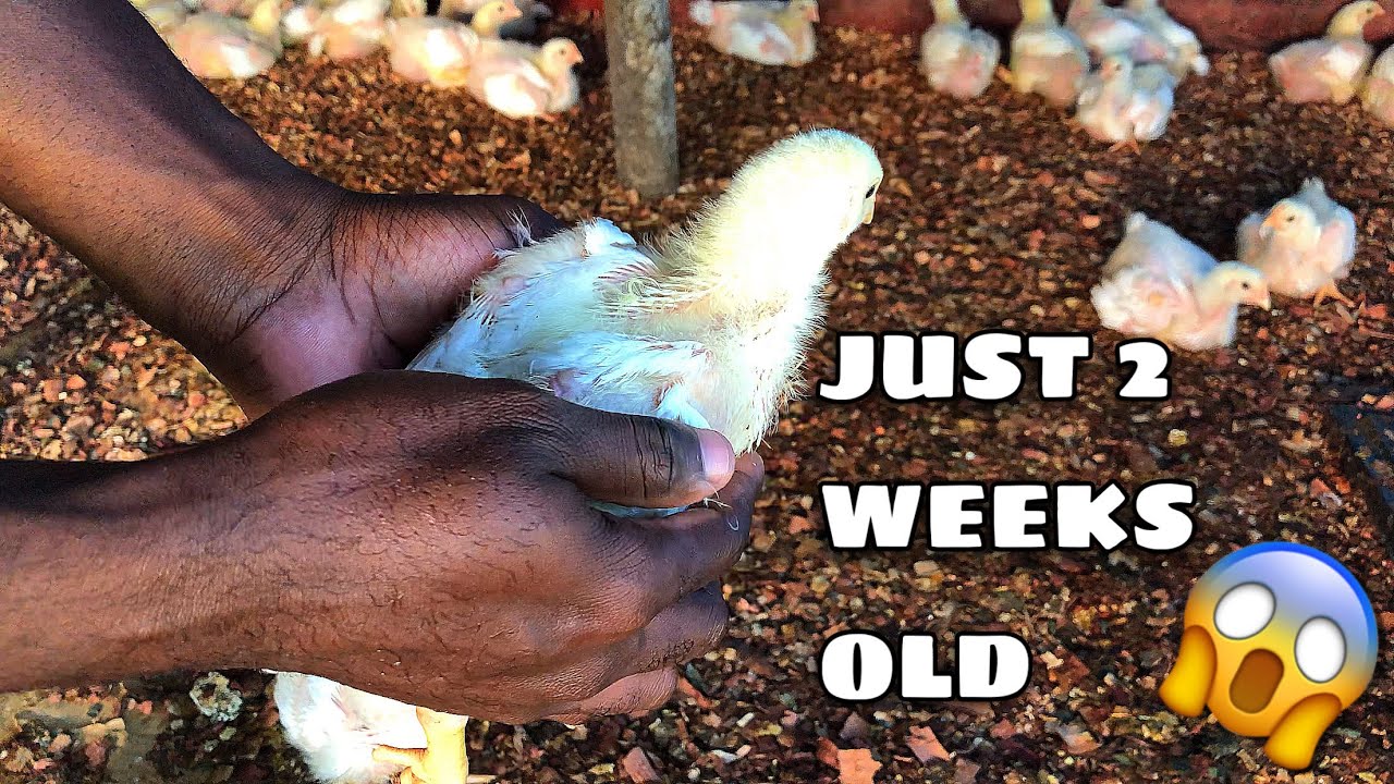 (Baby chickens) 2 weeks old baby broiler chickens | They are massive 😱 ...
