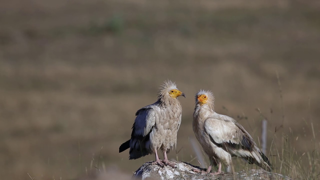 Küçük akbaba , Neophron percnopterus , Egyptian Vulture - YouTube