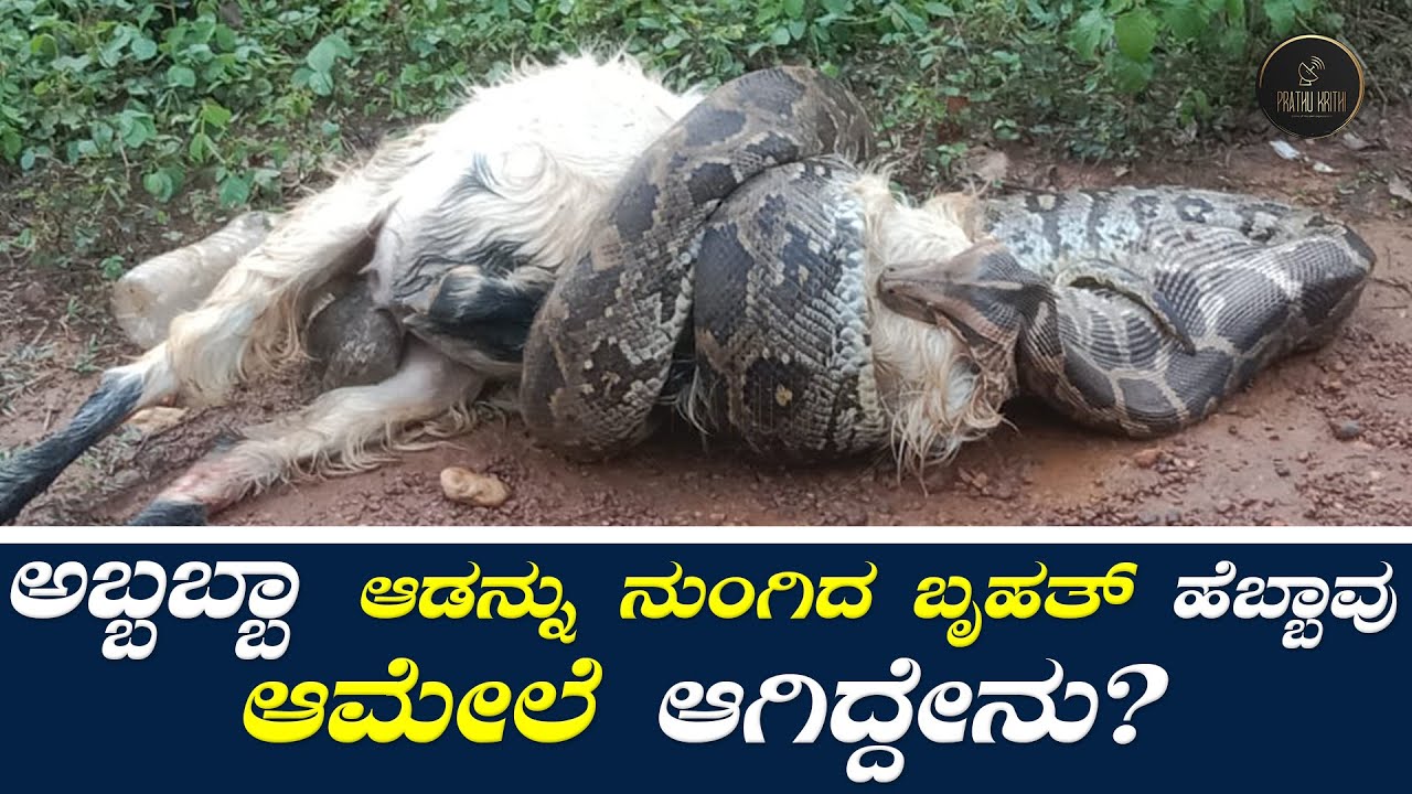 ಕಡಬದಲ್ಲಿ ಹಸಿದ ಹೆಬ್ಬಾವಿನ ದಾಳಿಗೆ ಮೇಕೆ ಗುಳುಂ! | python left helpless ...