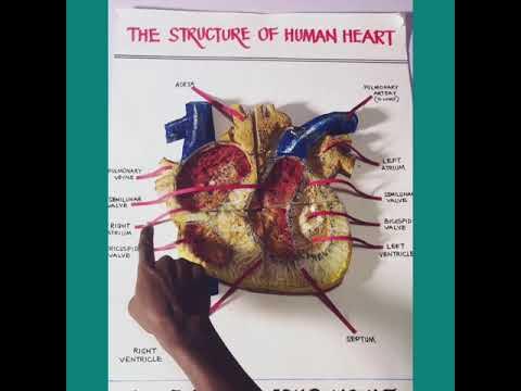 [IGCSE/GCSE]HEART STRUCTURE- - YouTube
