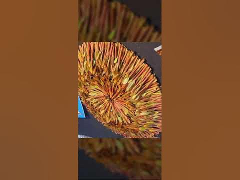 شاهد اخلق قات في العالم ولعه جامد ومضمون 2024 - YouTube