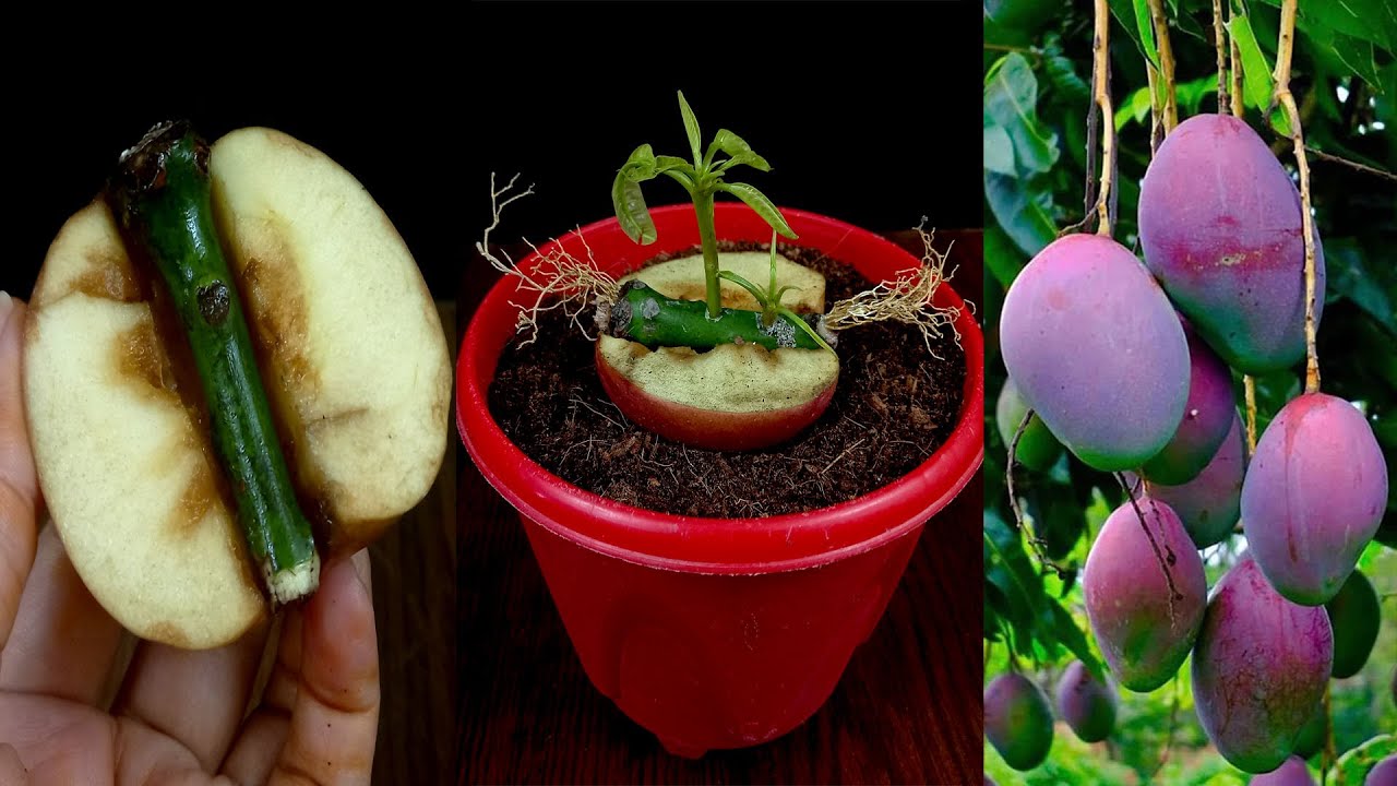 It's amazing to use this method to propagate mango trees with apples ...