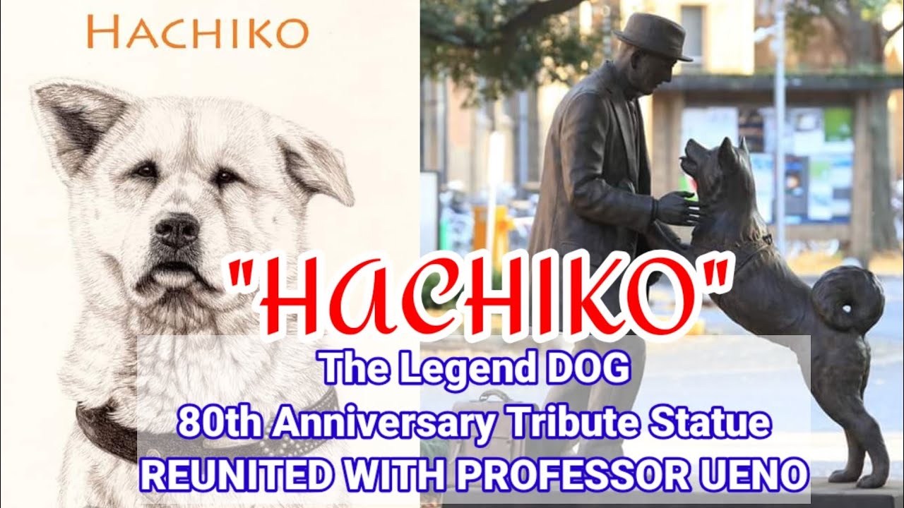HACHIKO | TRIBUTE TO HACHIKO | FINALLY REUNITED WITH PROFESSOR UENO ...