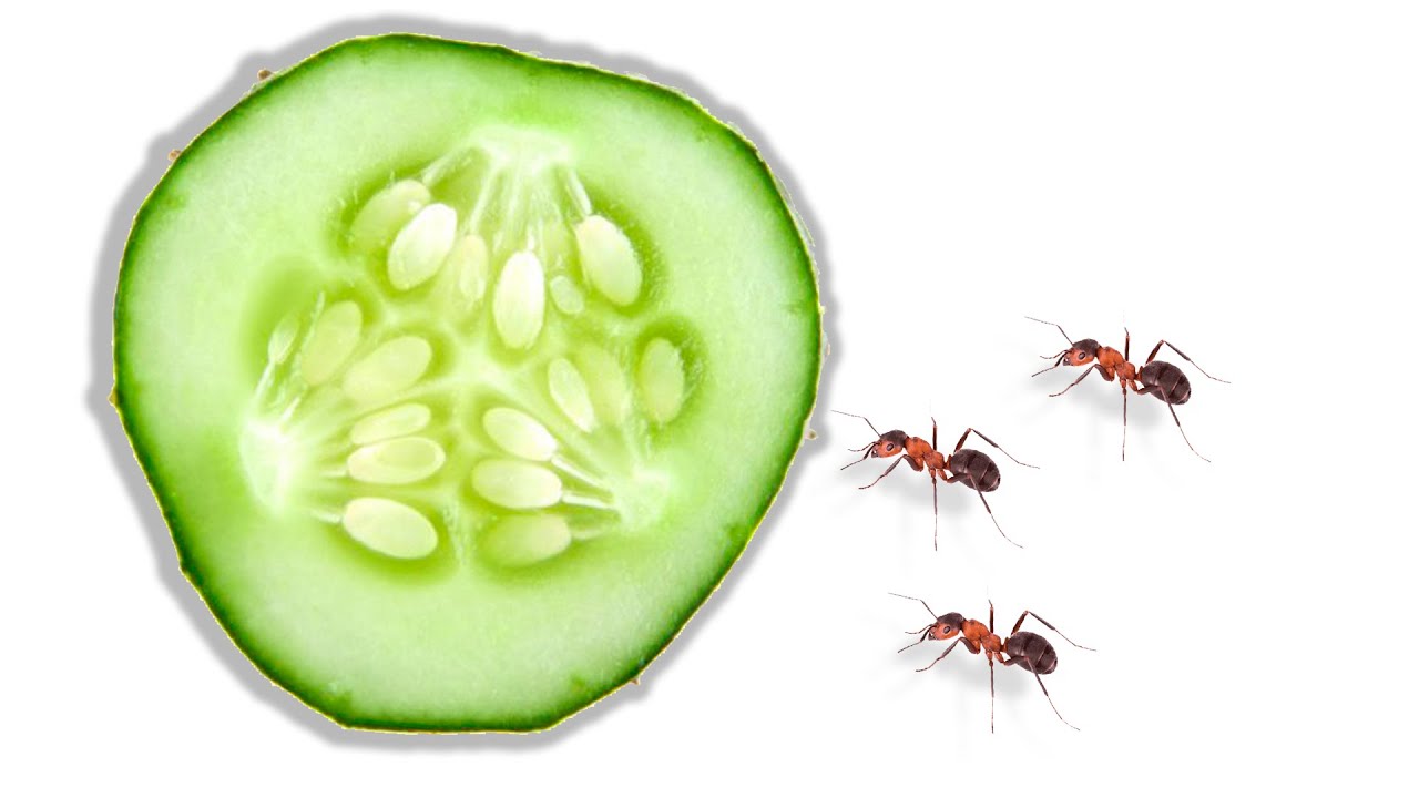 Ants eagerly sucked out all inner juice from the cucumber [Timelapse ...