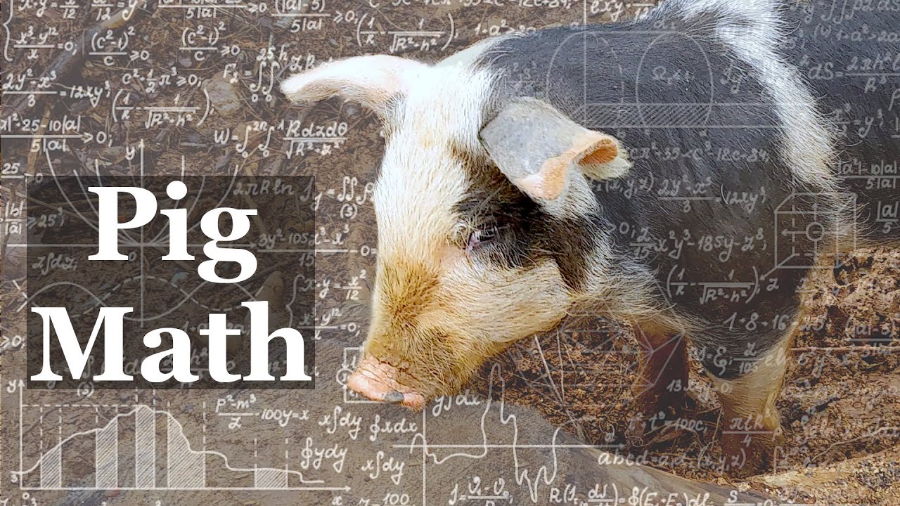 How To Weigh A Pig Without A Scale YouTube how-to-weigh-a-pig-without-a-scale-youtube