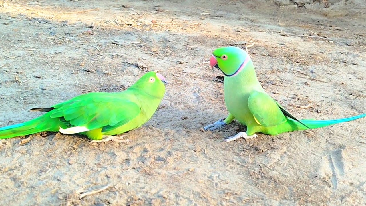 Green Parrot Compilation Ring neck Looking like - YouTube