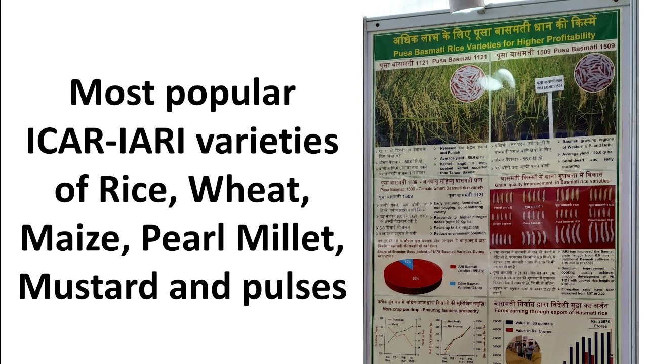 Most popular IARI varieties of Rice, Wheat, Maize, Pearl Millet ...