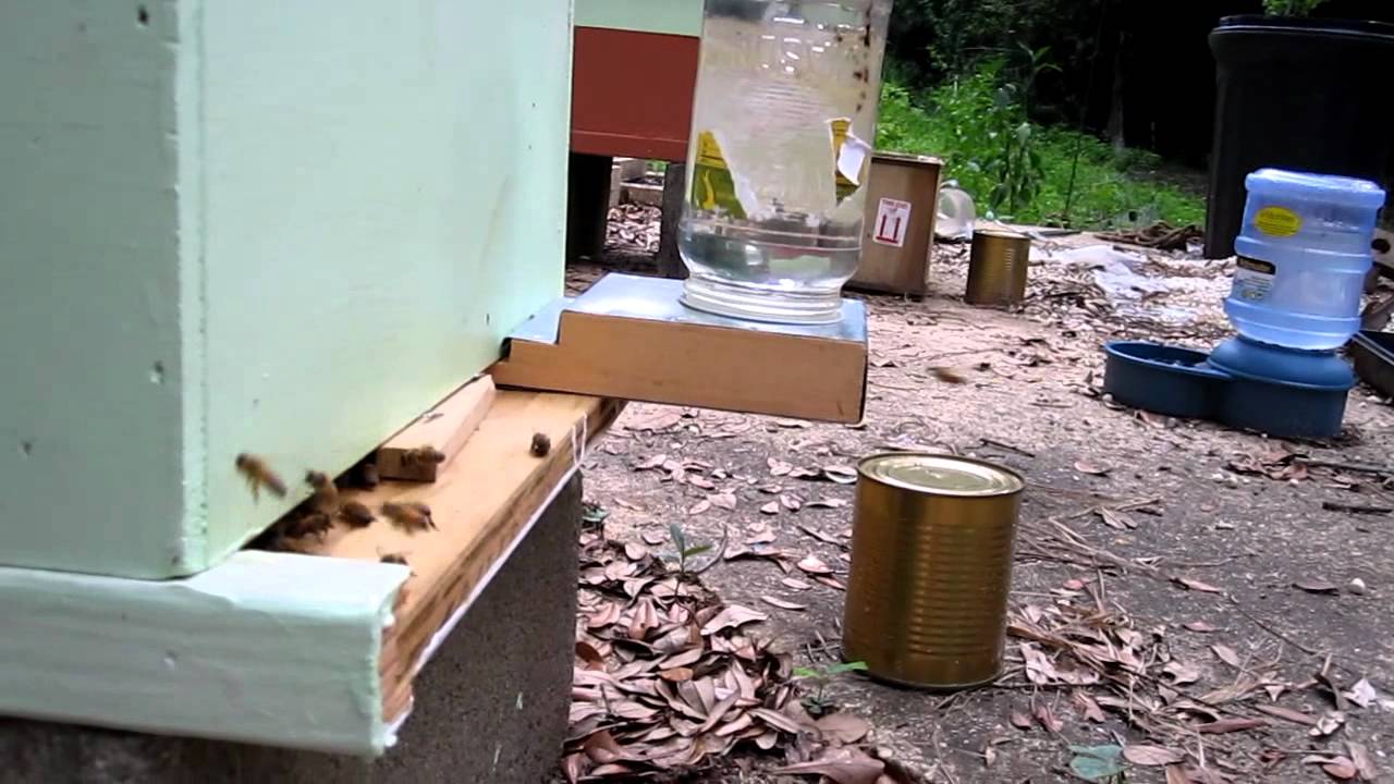 Italian Honey Bees coming back home before the rain starts in Bay ...