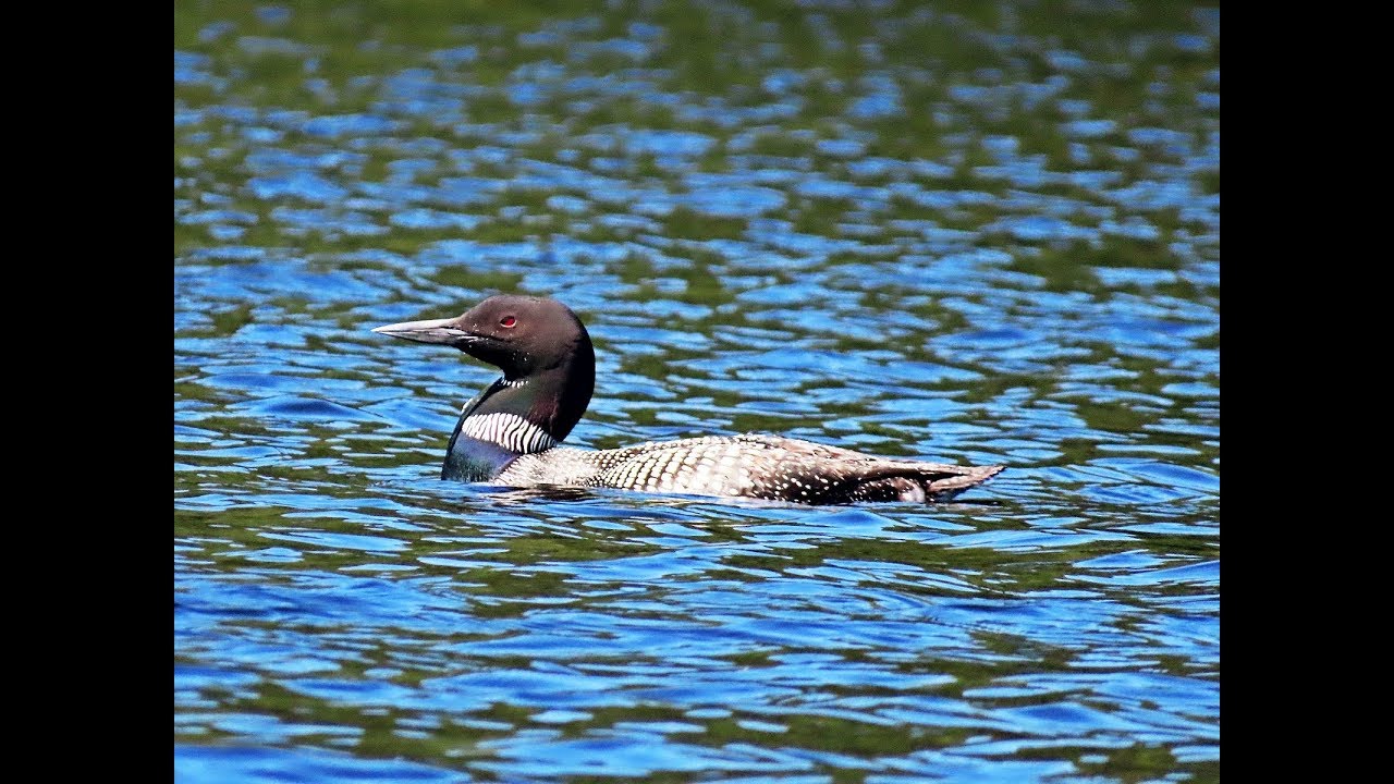Common Loon wailing in Algonquin Provincial Park - YouTube