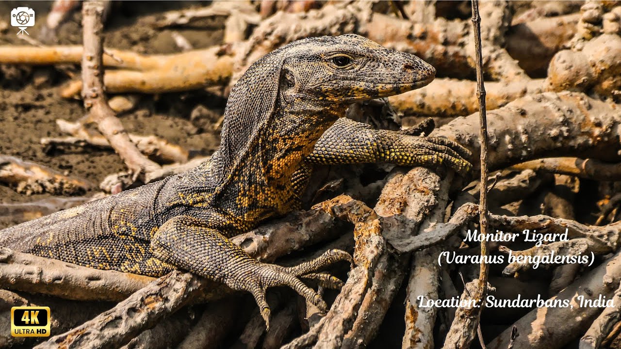 Monitor Lizard in Sundarbans Mangroves | Wildlife of India | 4K Nature ...