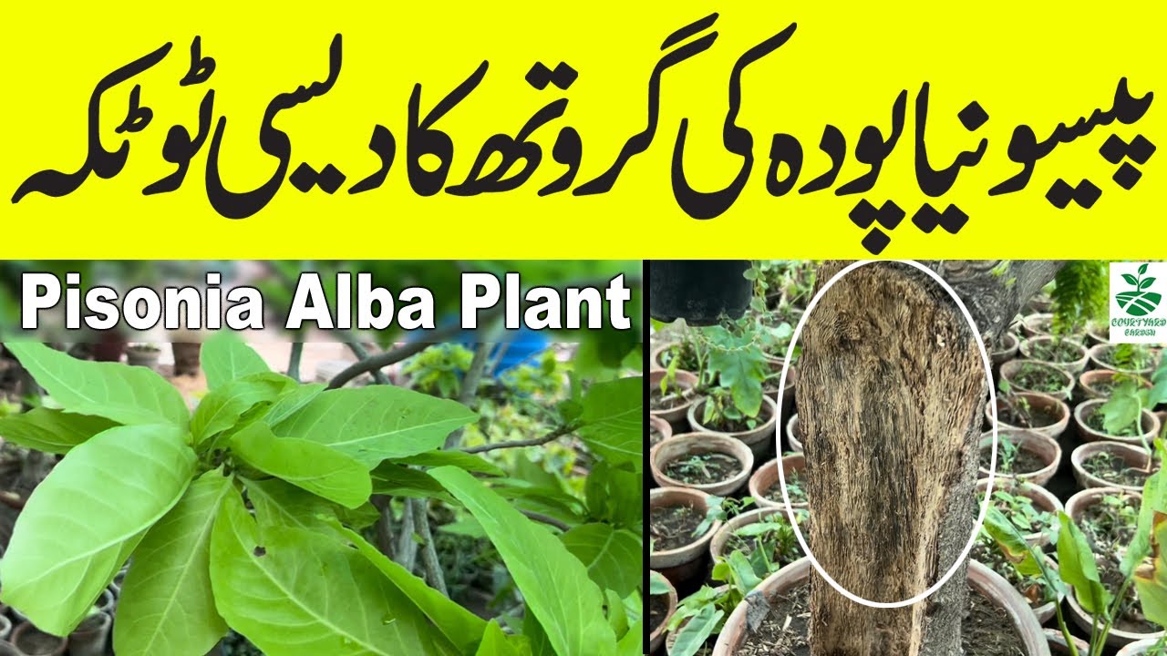 pisonia alba plant | how to grow pisonia alba plant 2024 - YouTube