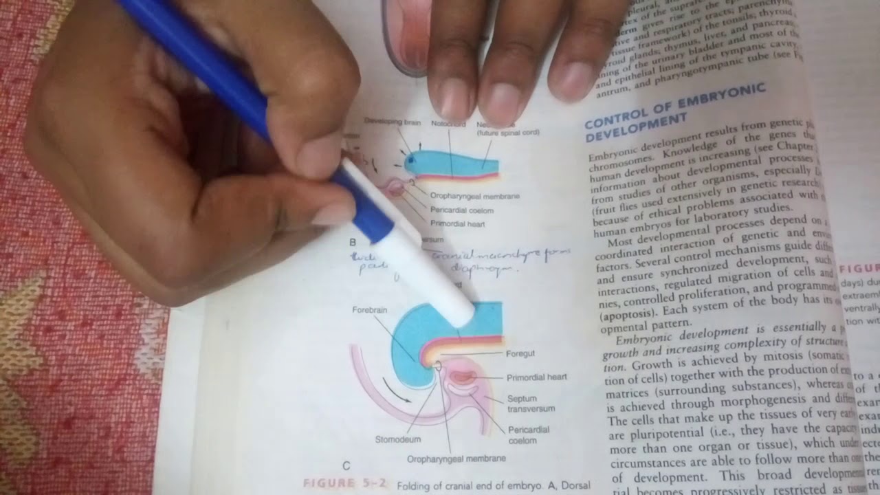 head fold of embryo easy to understand - YouTube