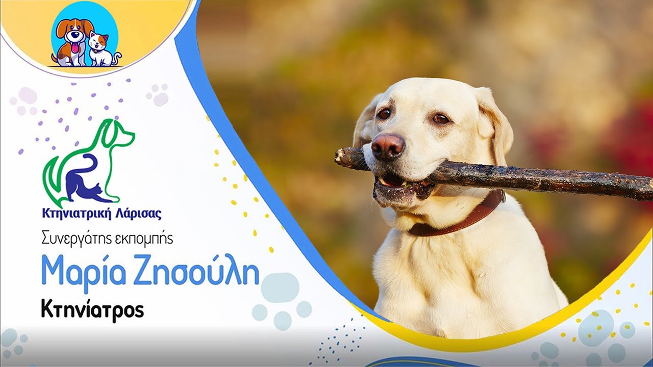 Σκυλος και στοματικα προβληματα 🐶 🐩 - YouTube