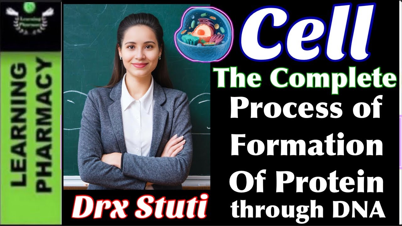 Cell || The Complete Process of Formation of Protein through the DNA ...