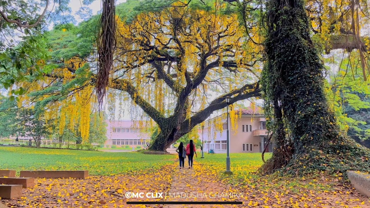 PARADISE : Blooming Pera, University of Peradeniya - YouTube