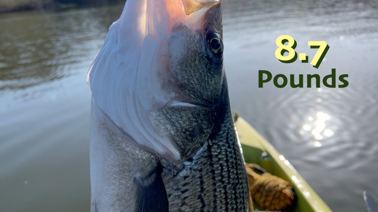 HUGE PB WIPER (Bait Ball Strategy, L. Arthur) - YouTube
