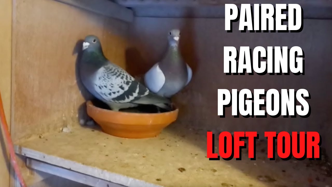 IMPORTANT Loft Tour Of My Paired Racing Pigeons - YouTube