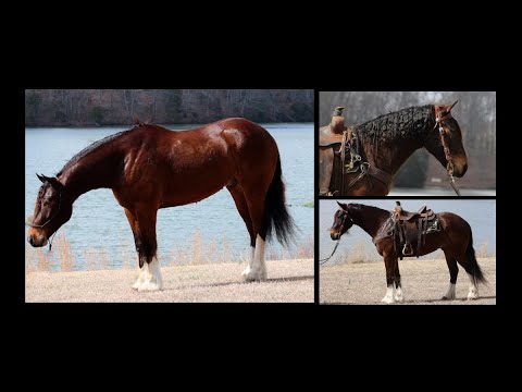 Shire X Quarter Horse- Driving double/ Single , Trail horse , Dressage ...