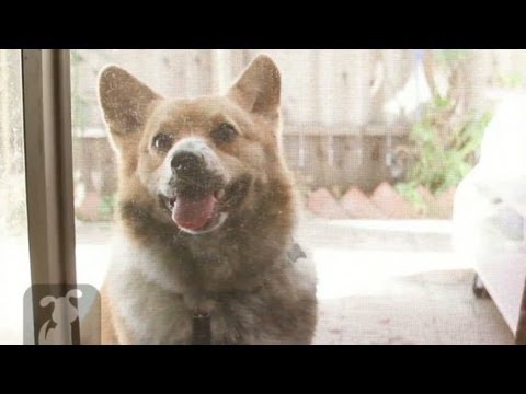 Dog causes explosion in home - YouTube