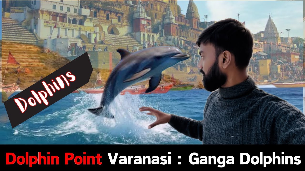 We Spotted Dolphins in Varanasi Ganga Ghat | Dolphin Point Varanasi ...